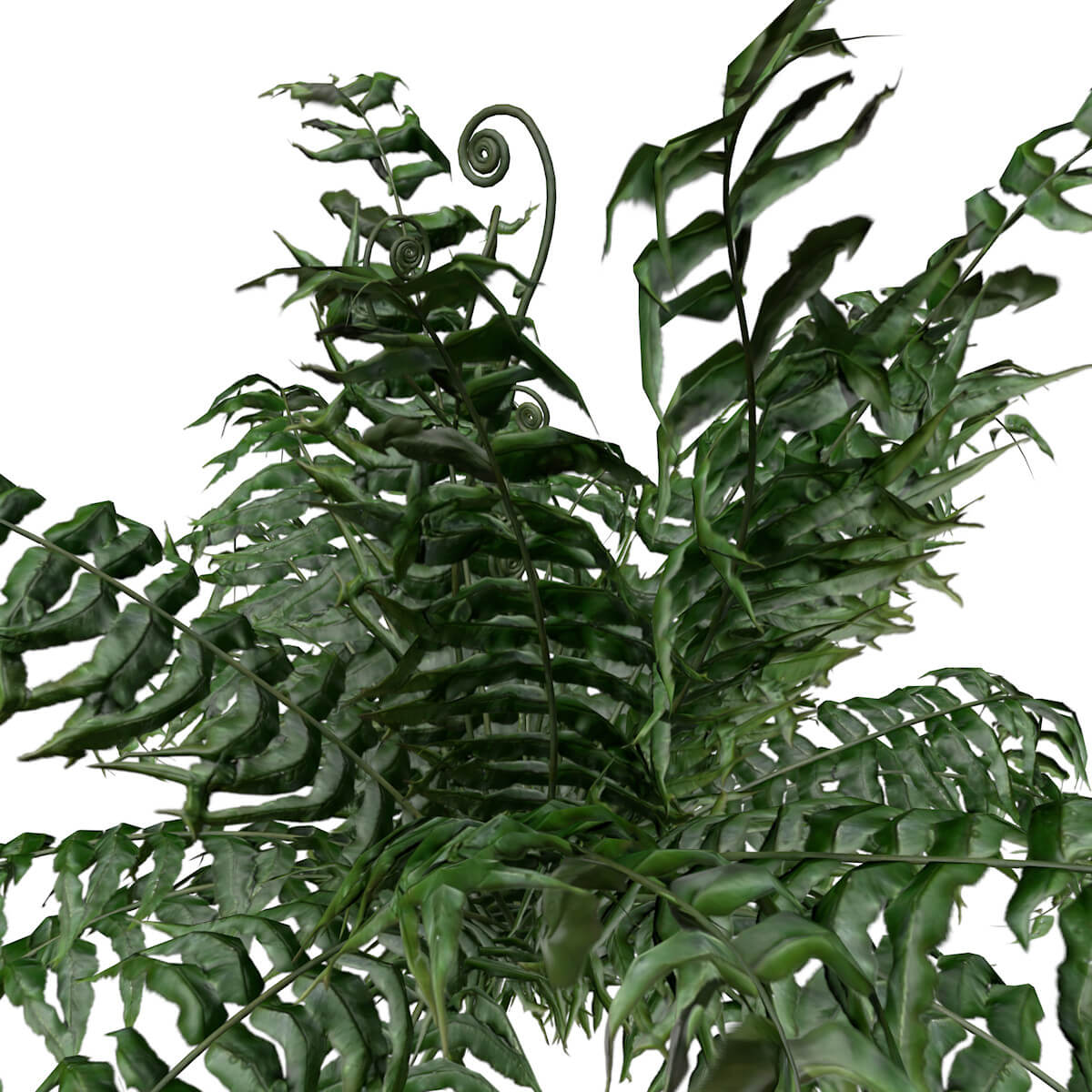 Western Sword Fern Collection by AntonioKowatsch