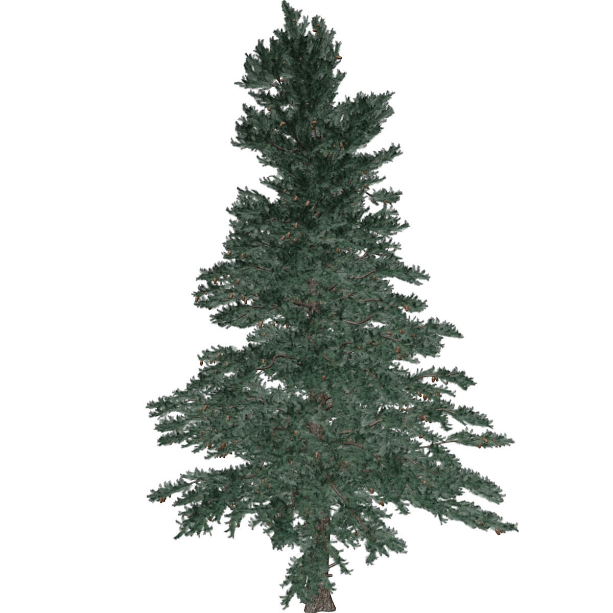 White Fir Tree #01 - 3D Model by AntonioKowatsch