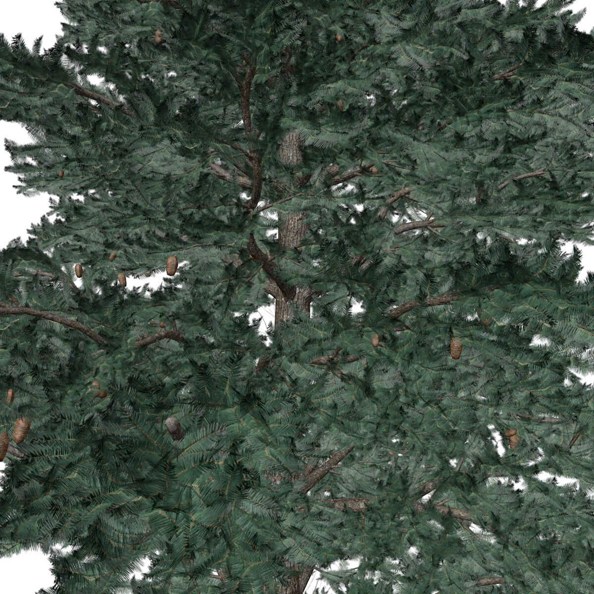 White Fir Tree Collection by AntonioKowatsch