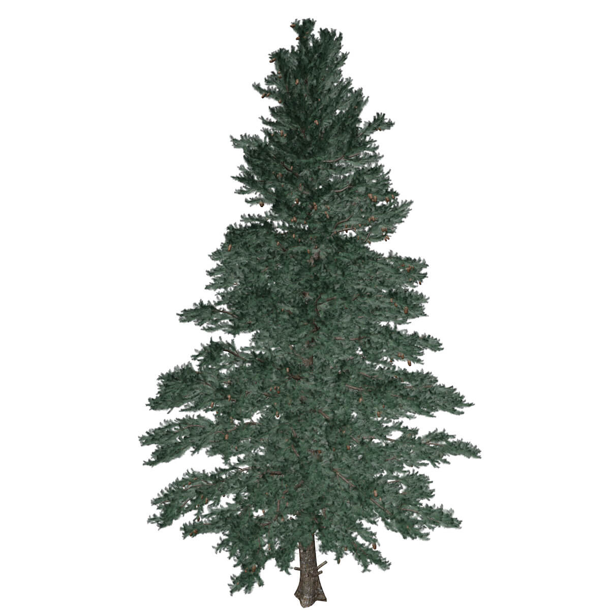 White Fir Tree Collection by AntonioKowatsch