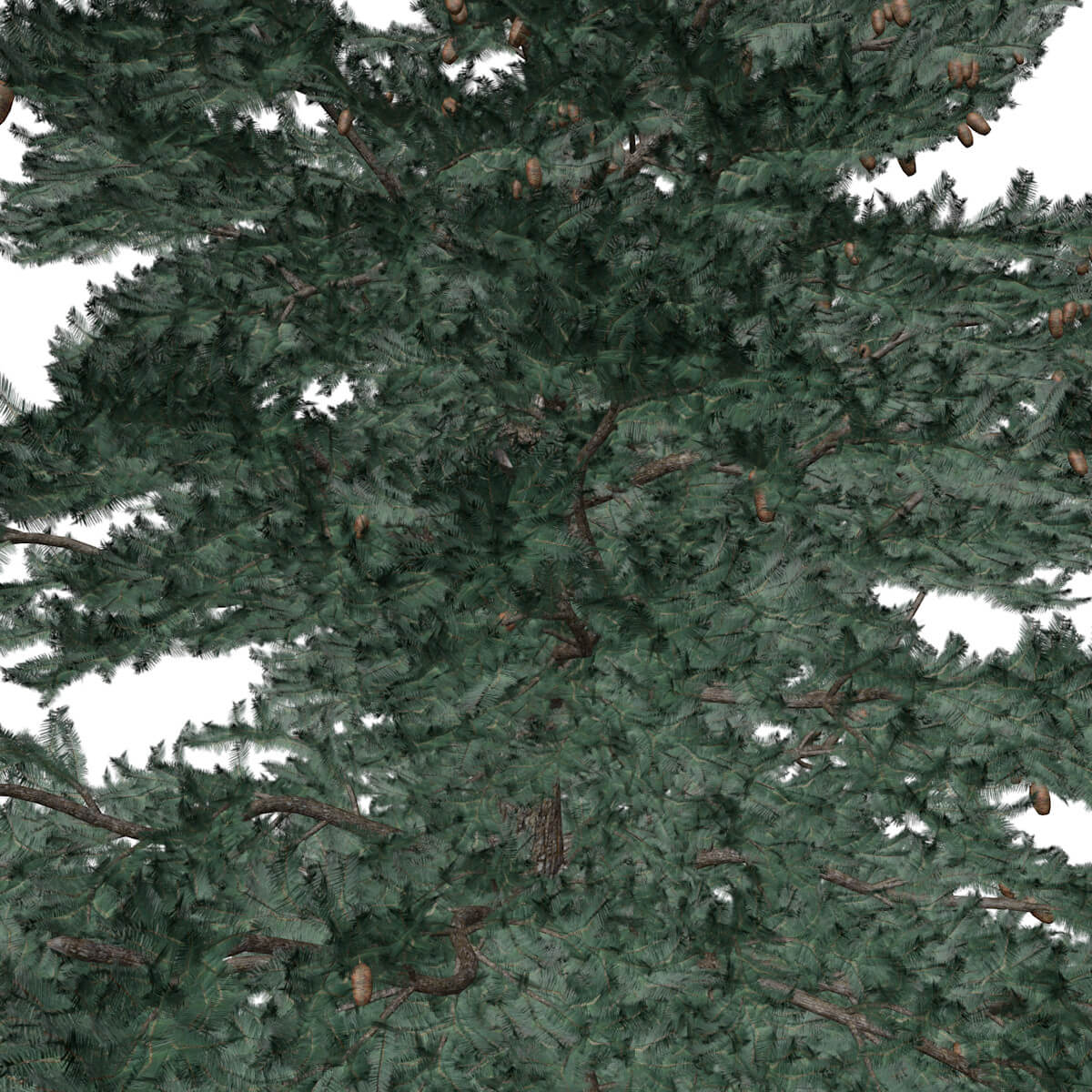 White Fir Tree #10 - 3D Model by AntonioKowatsch