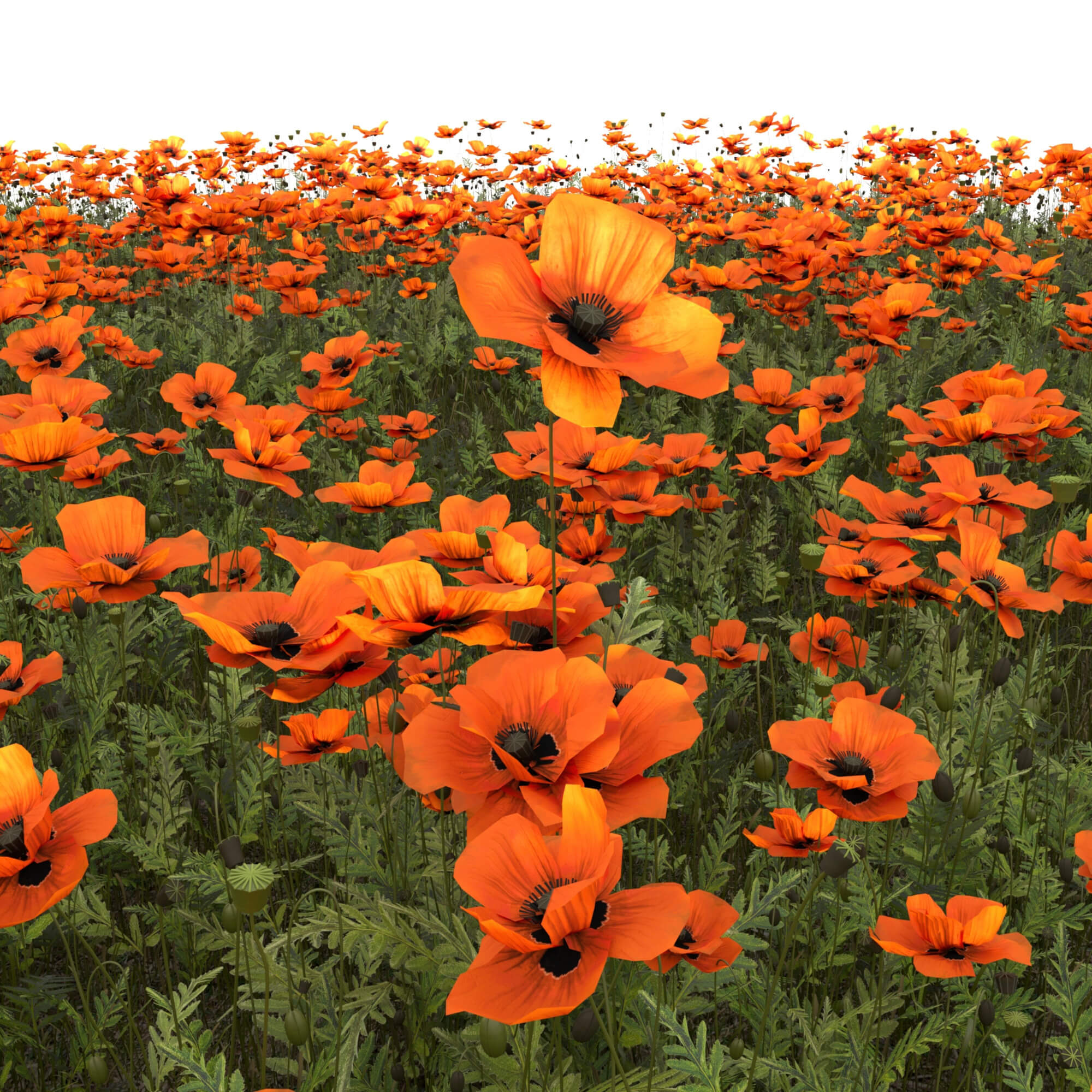 Poppy Field - 3D Model by aoki_07