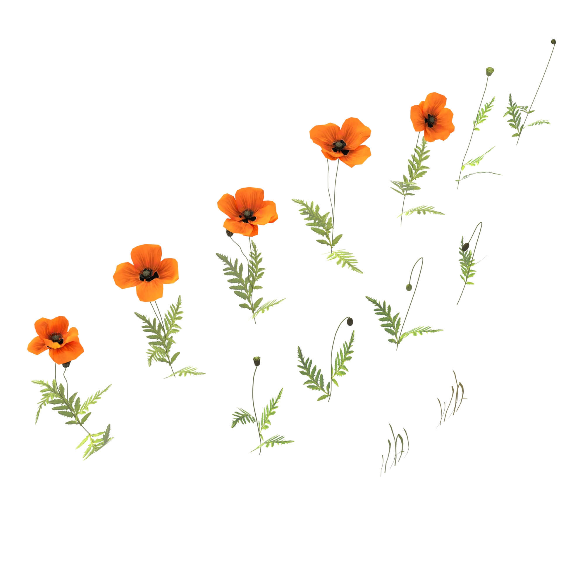 Poppy Field - 3D Model by aoki_07