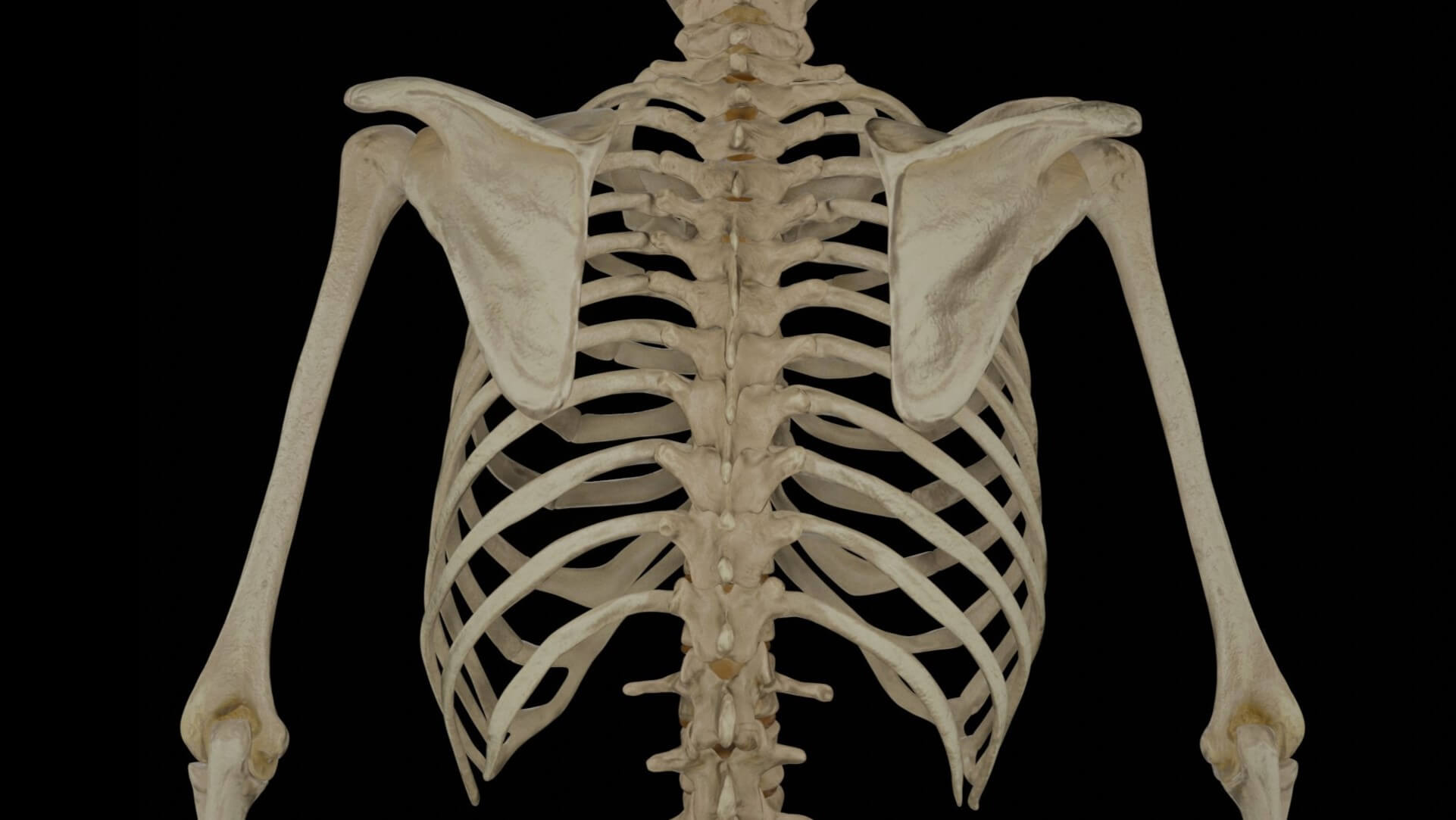 Human Rigged Skeleton Male - 3D Model by ApnaModelZ