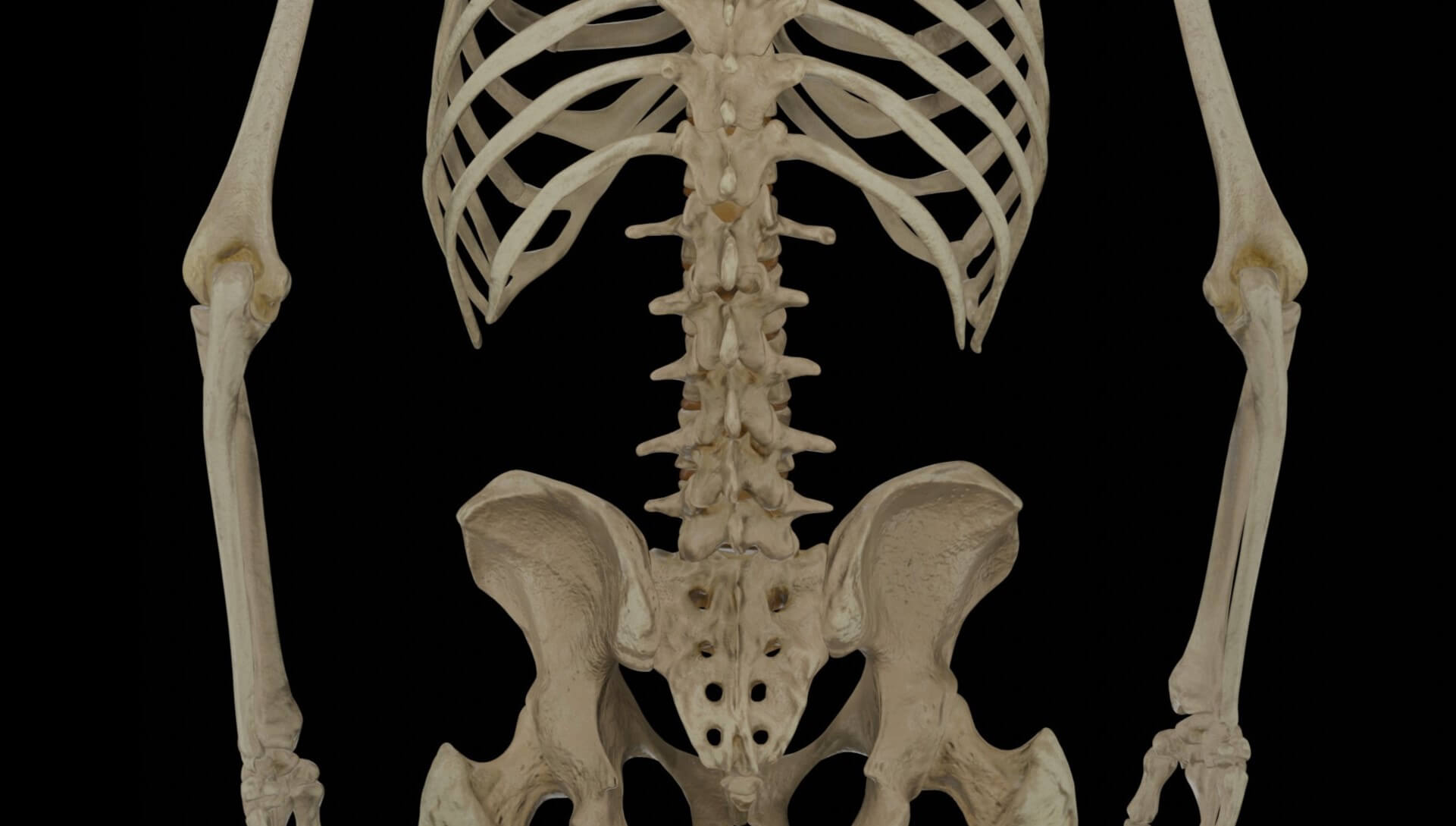 Human Rigged Skeleton Male - 3D Model by ApnaModelZ