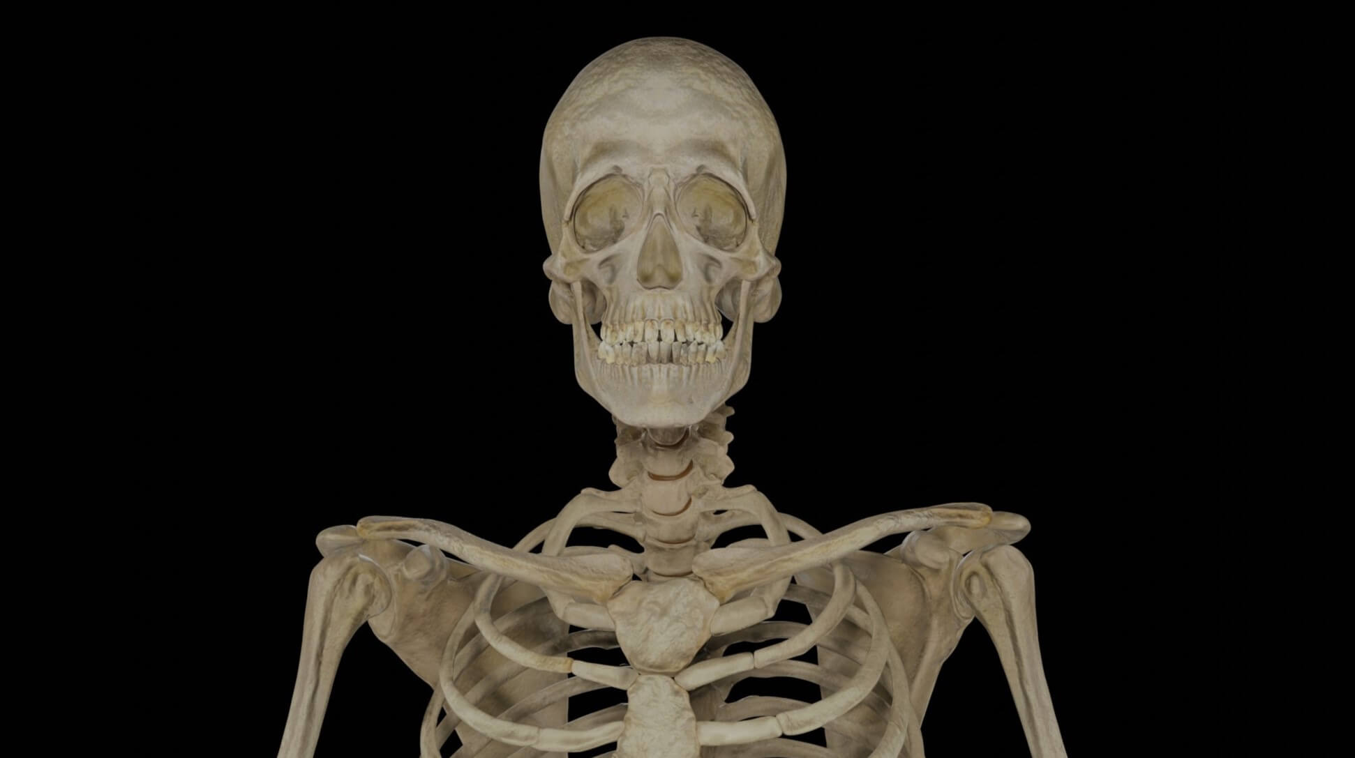 Human Rigged Skeleton Male - 3D Model by ApnaModelZ