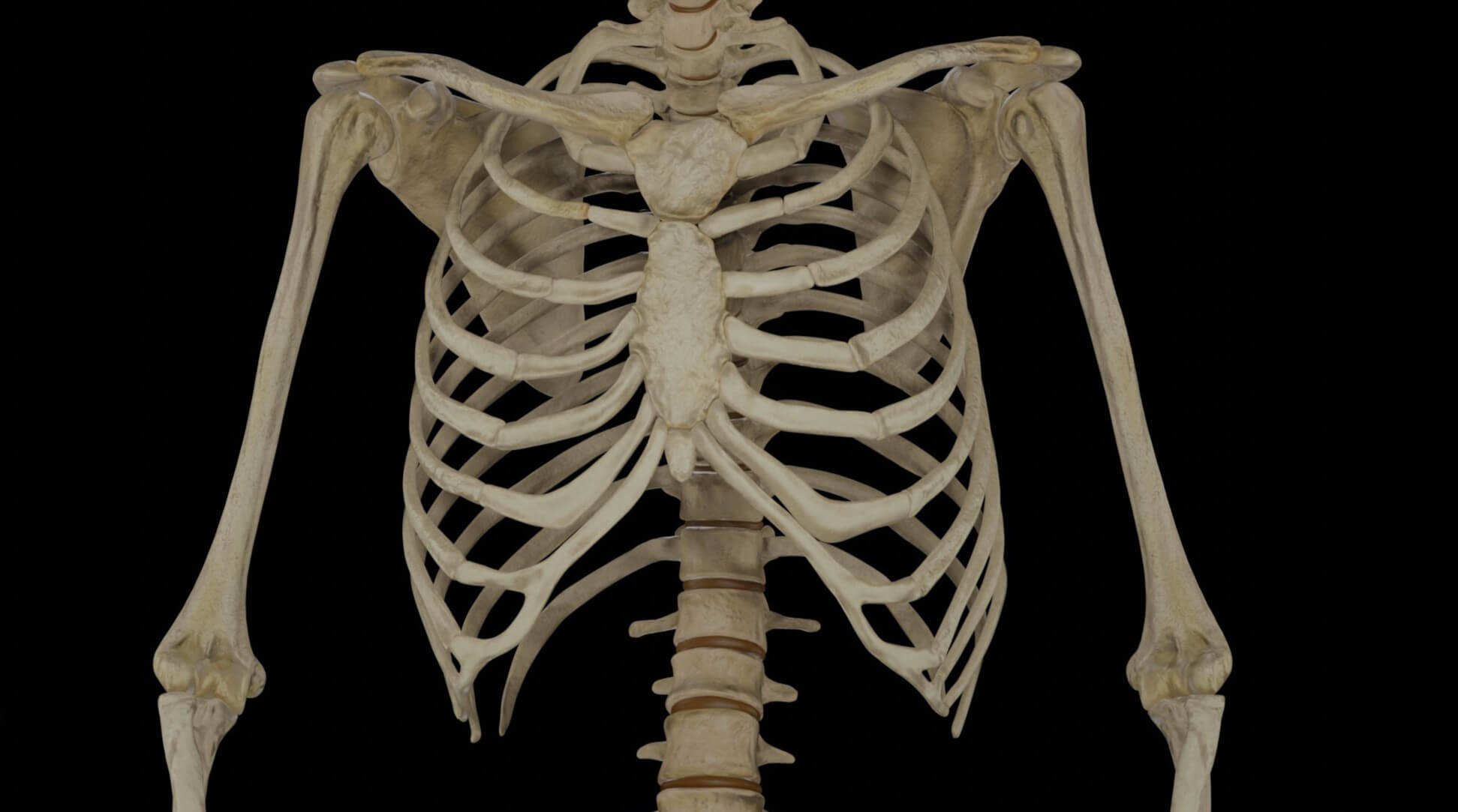 Human Rigged Skeleton Male - 3D Model by ApnaModelZ