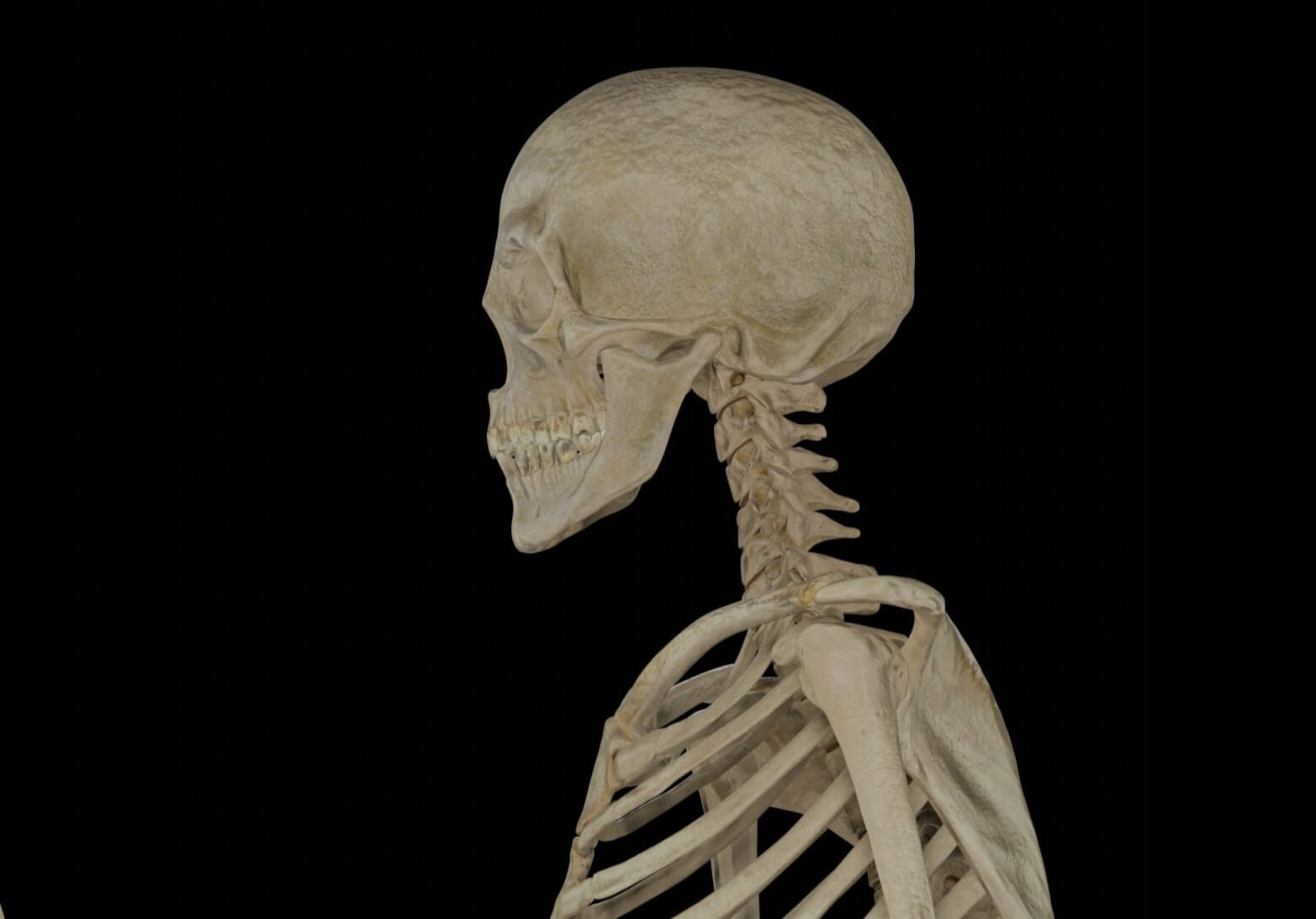 Human Rigged Skeleton Male - 3D Model by ApnaModelZ