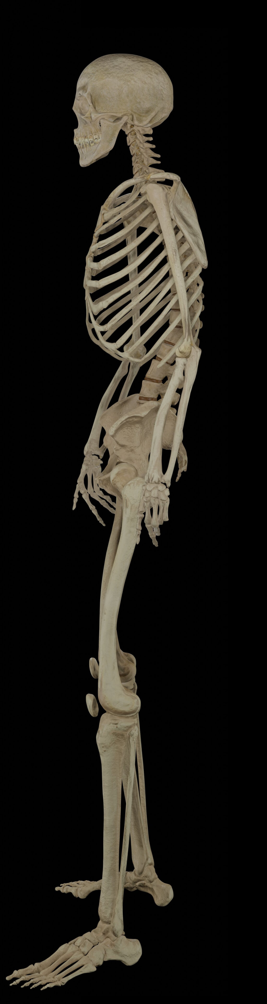 Human Rigged Skeleton Male - 3D Model by ApnaModelZ