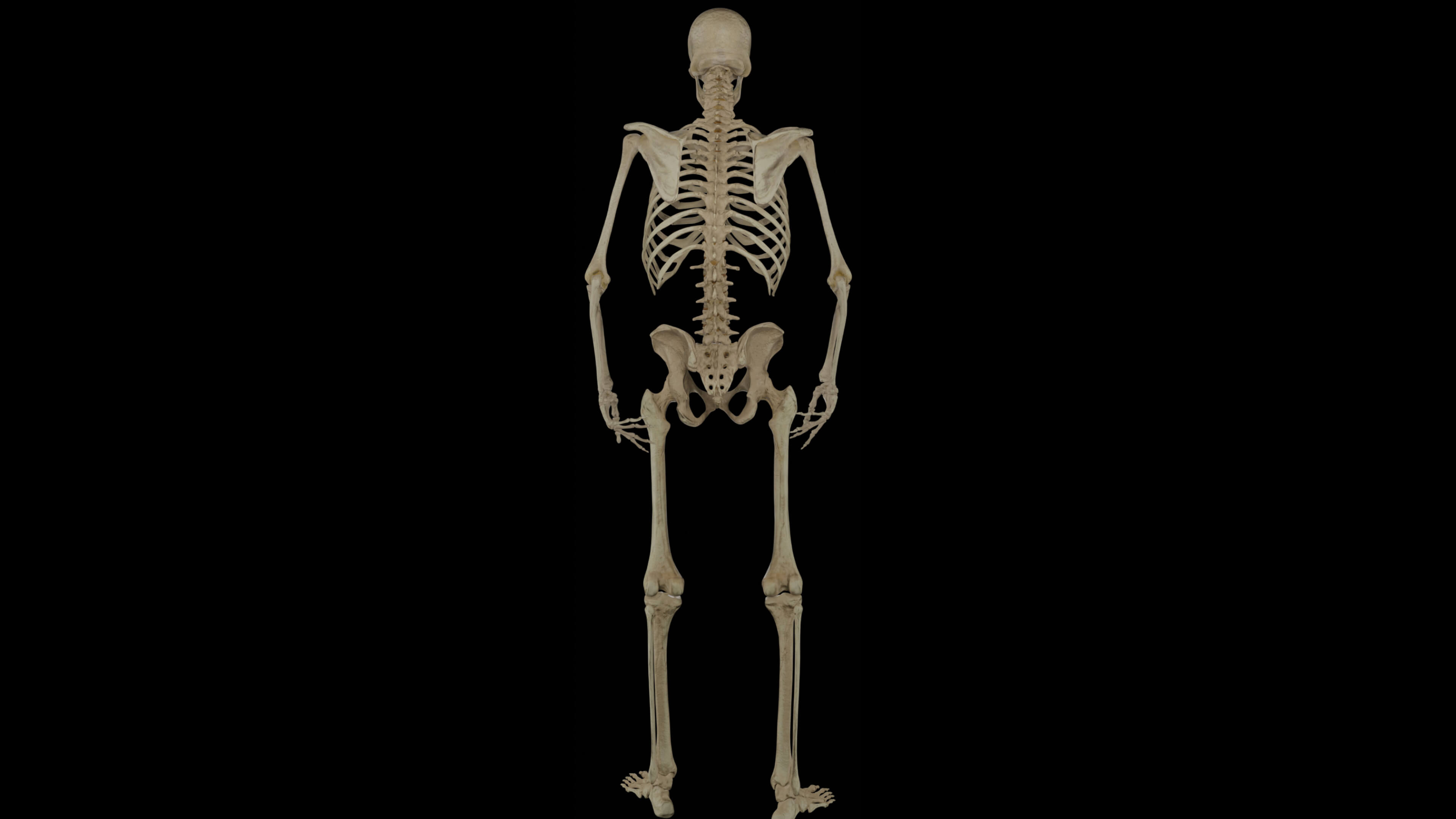 Human Rigged Skeleton Male - 3D Model by ApnaModelZ