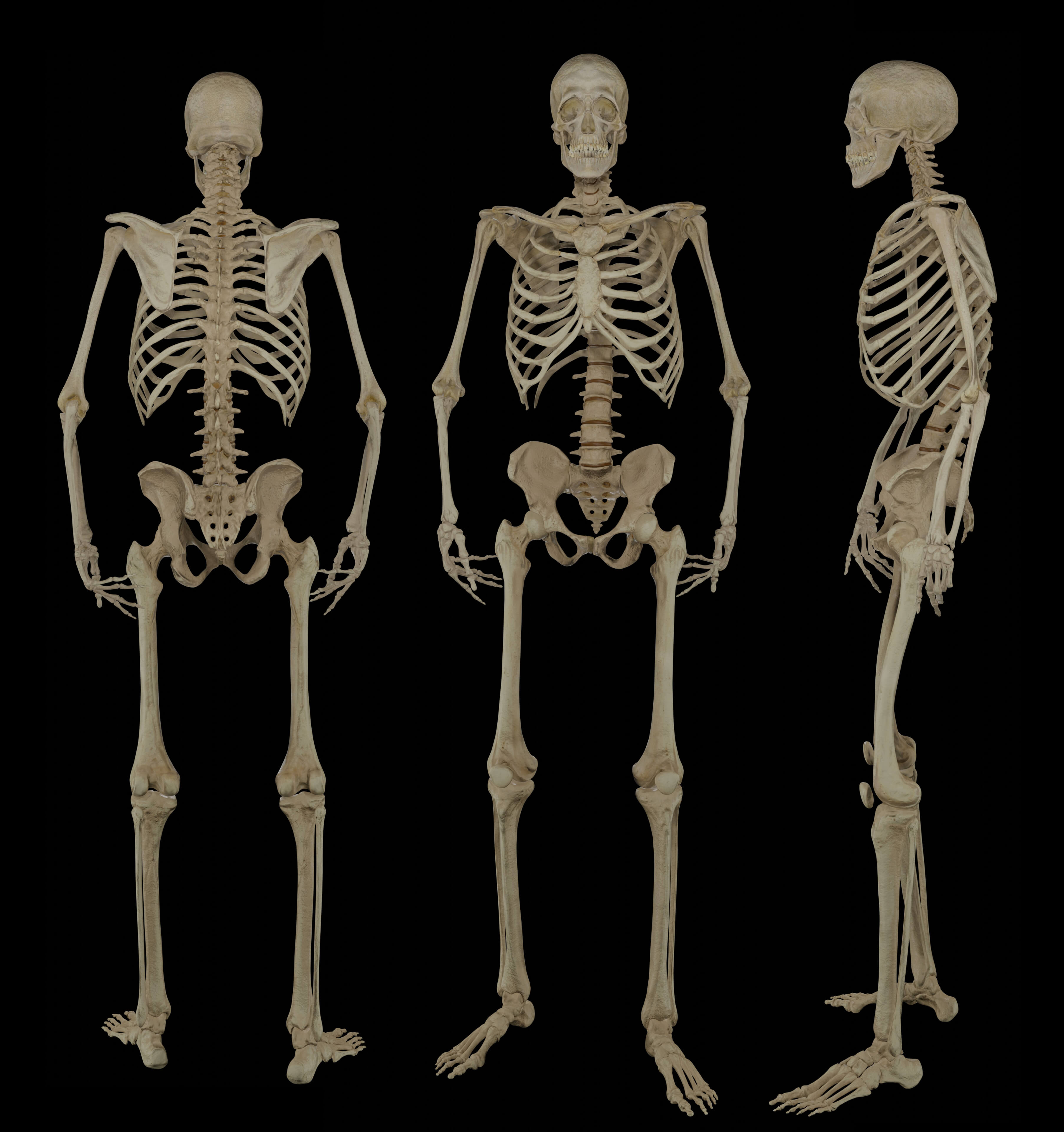 Human Rigged Skeleton Male - 3D Model by ApnaModelZ
