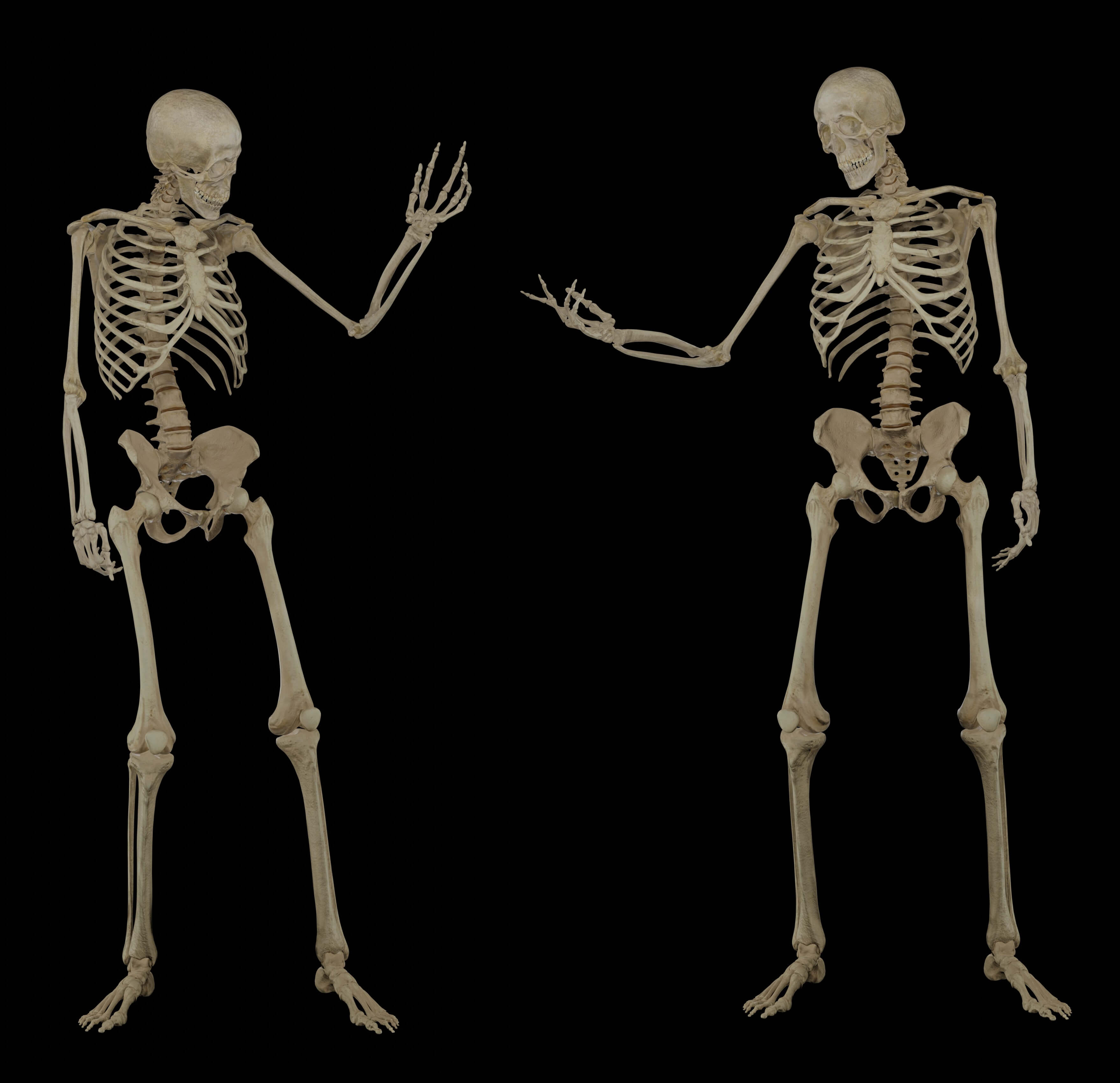 Human Rigged Skeleton Male - 3D Model by ApnaModelZ