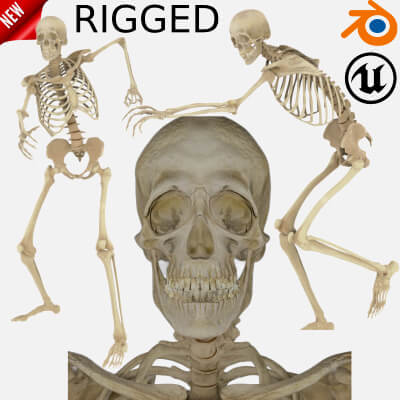 Human Rigged Skeleton Male - 3D Model by ApnaModelZ