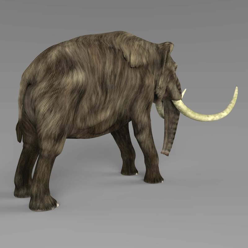 Mammoth Elephant - 3D Model by arcmodels