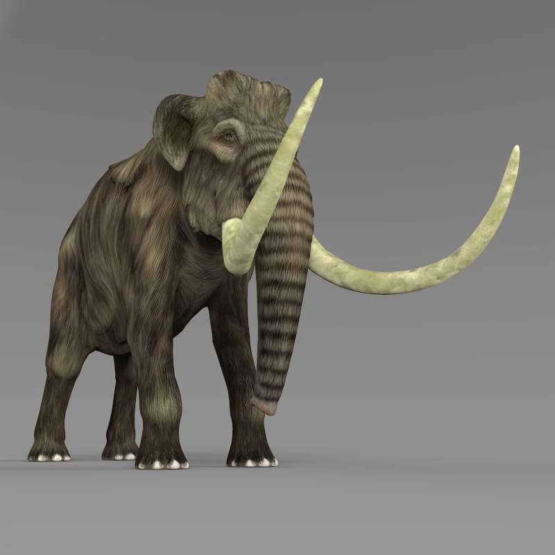 Mammoth Elephant - 3D Model by arcmodels