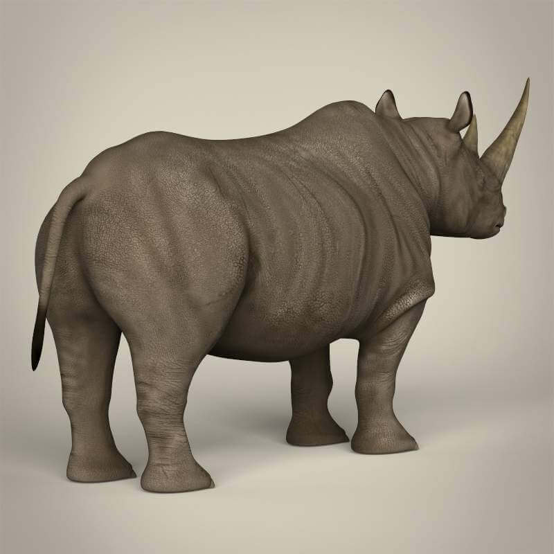 Rhinoceros - 3D Model by arcmodels