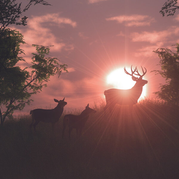 3D Render Gallery by ArtbyMel at RenderHub