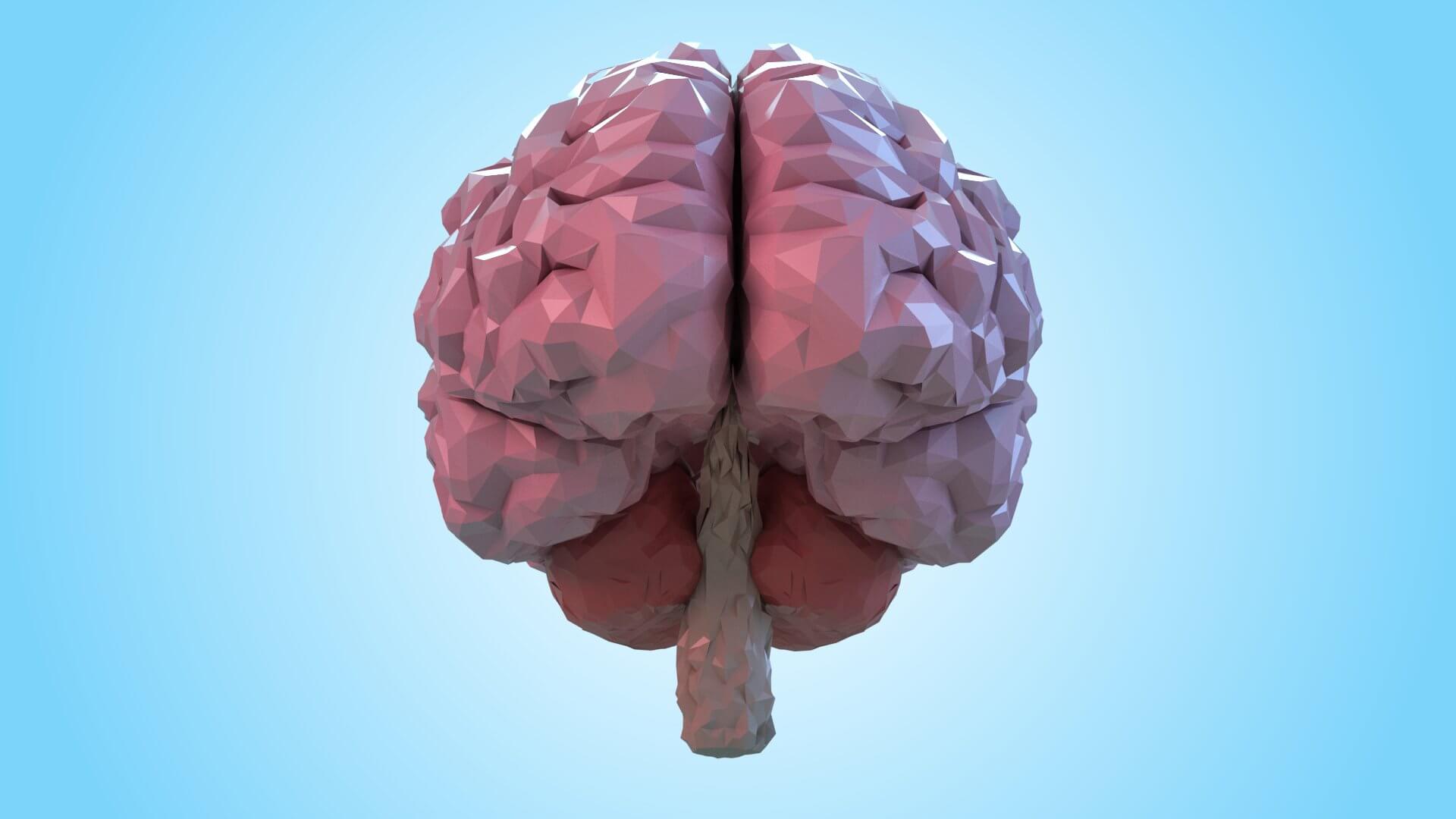 Brain - 3D Model by Artemcg
