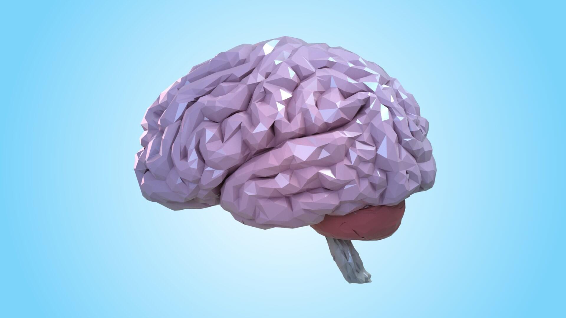 Brain - 3D Model by Artemcg