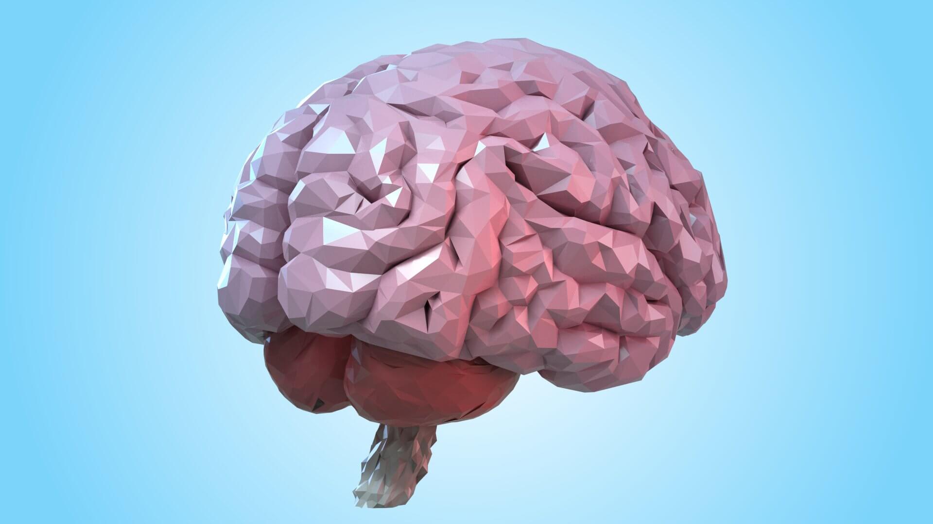 Brain - 3D Model by Artemcg