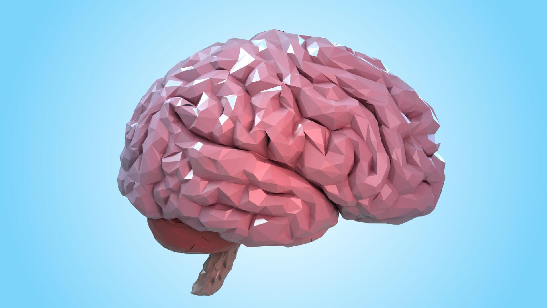 Brain - 3D Model by Artemcg