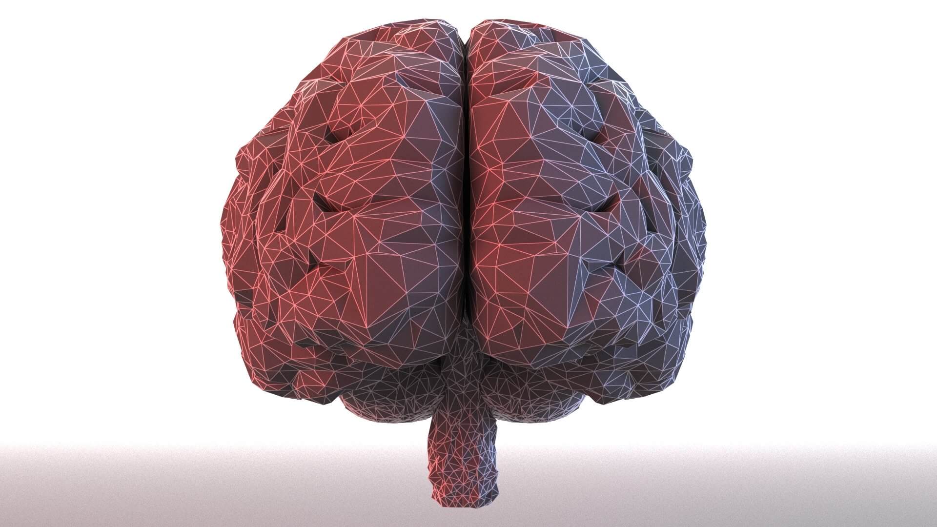 Brain - 3D Model by Artemcg
