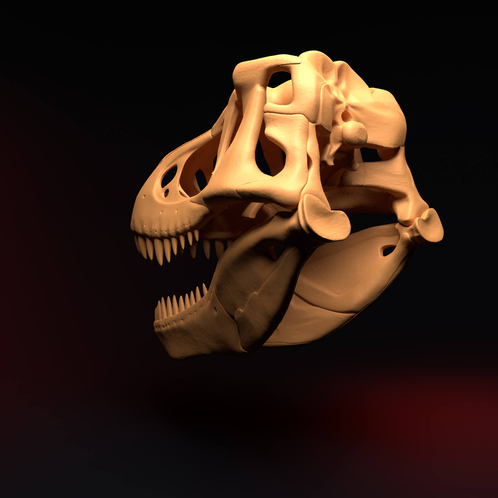 Tyrannosaurus Rex Skull - 3D Model by artgeorg