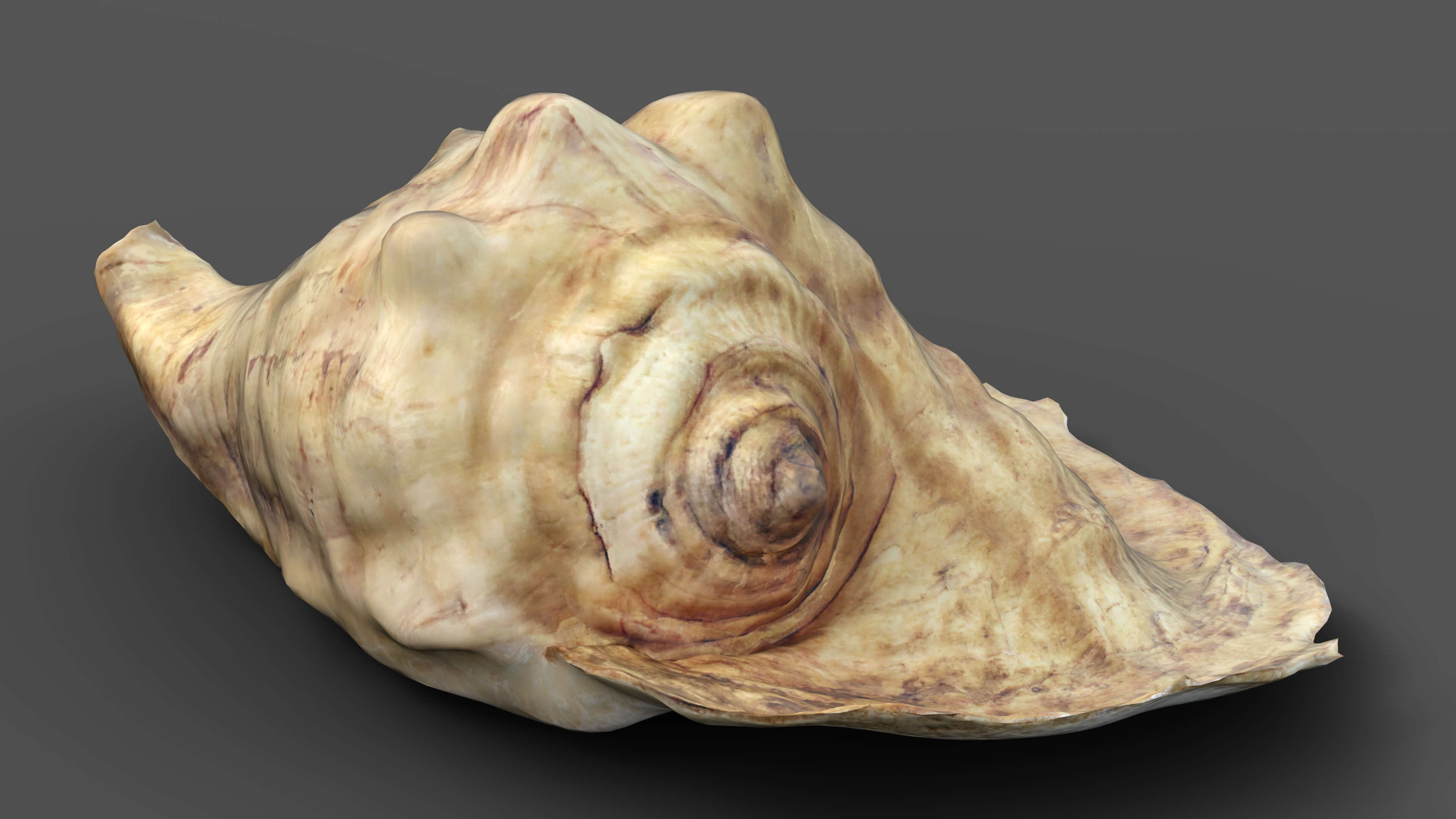 Seashell 3D Model by artworksimpson