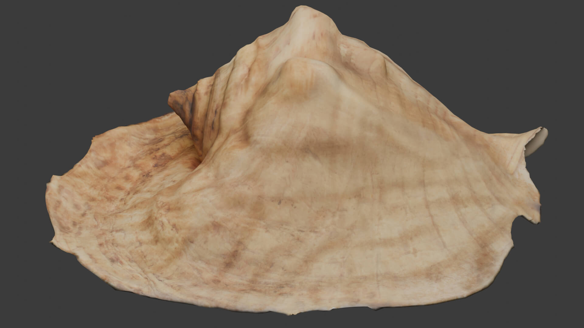 Seashell 3D Model by artworksimpson
