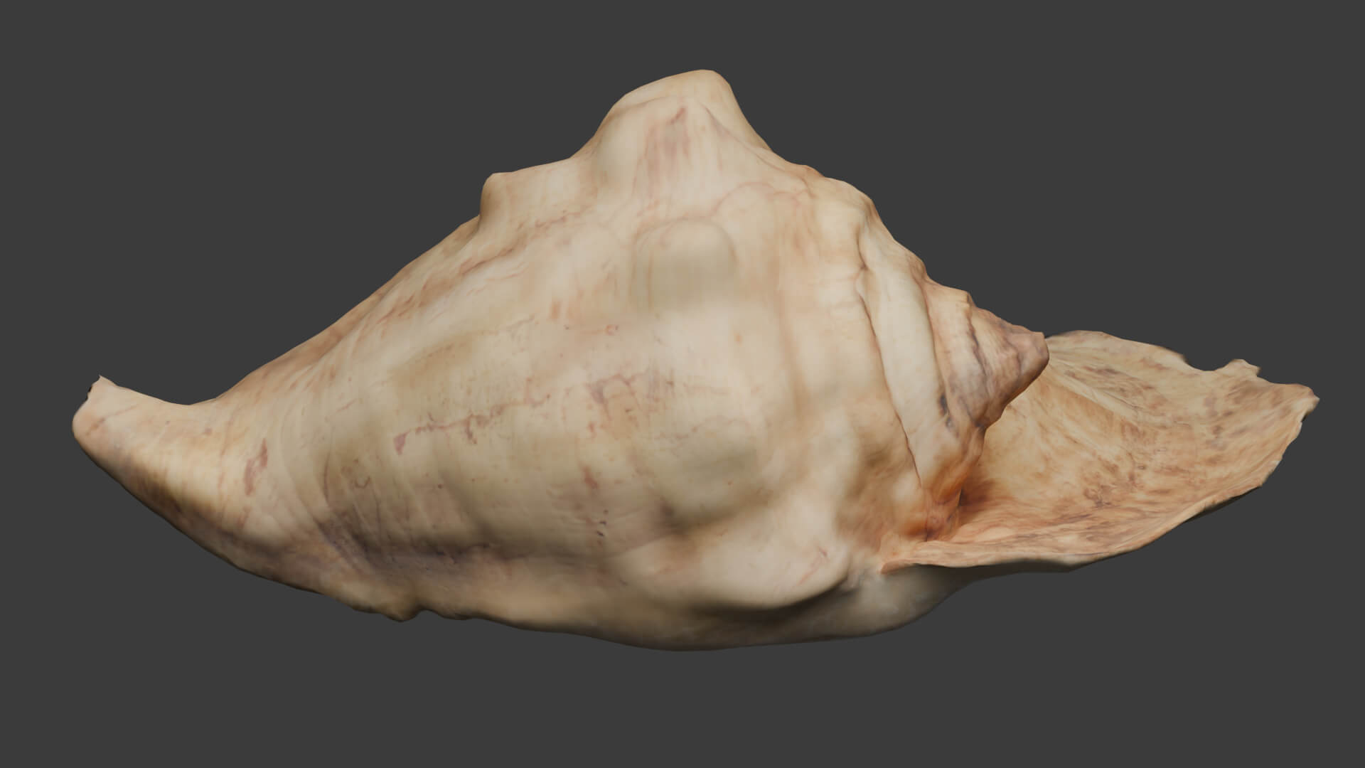 Seashell 3D Model by artworksimpson