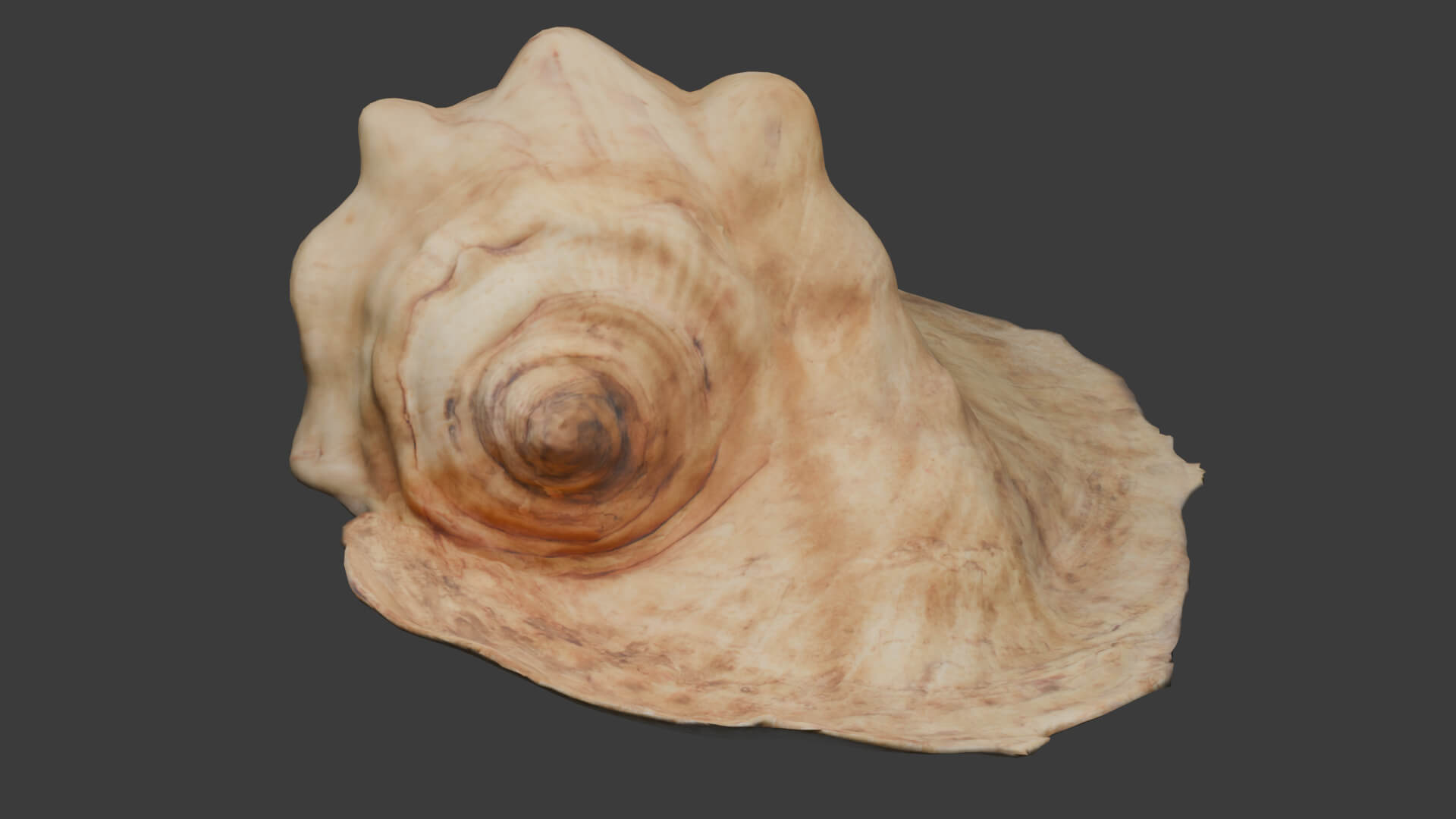 Seashell 3D Model by artworksimpson