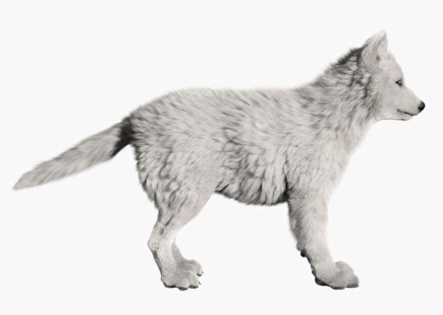 Baby Wolf - 3D Model by Astil