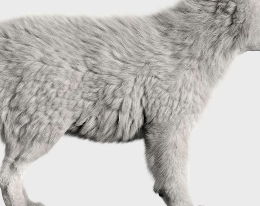 Baby Wolf - 3D Model by Astil