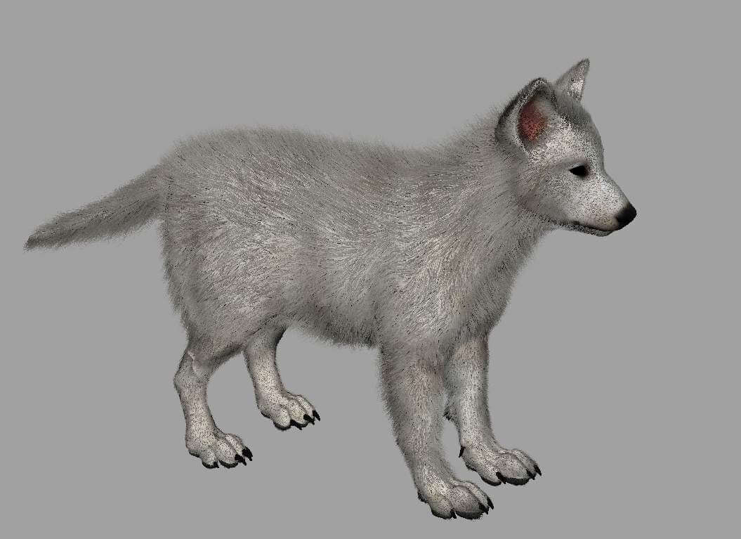 Baby Wolf - 3D Model by Astil