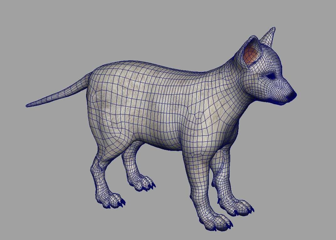 Baby Wolf - 3D Model by Astil