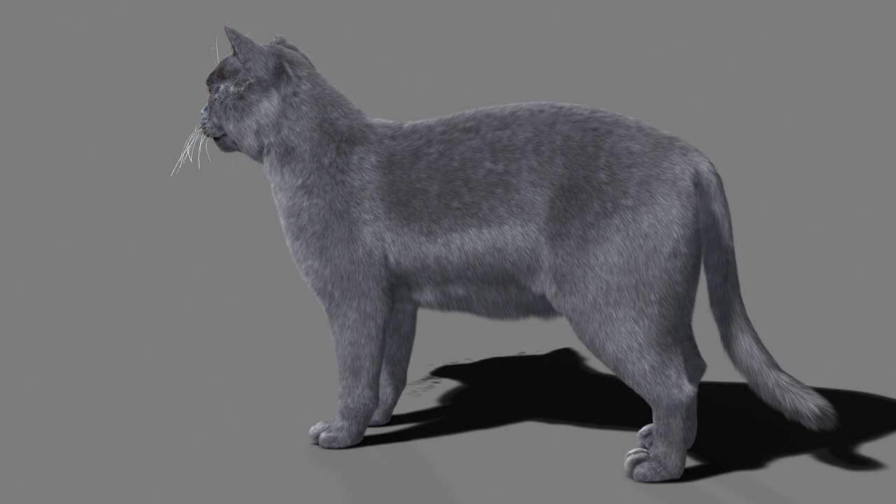 British Cat - 3D Model by Astil