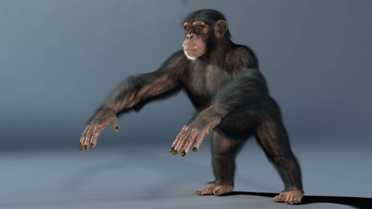 Chimpanzee - 3D Model by Astil