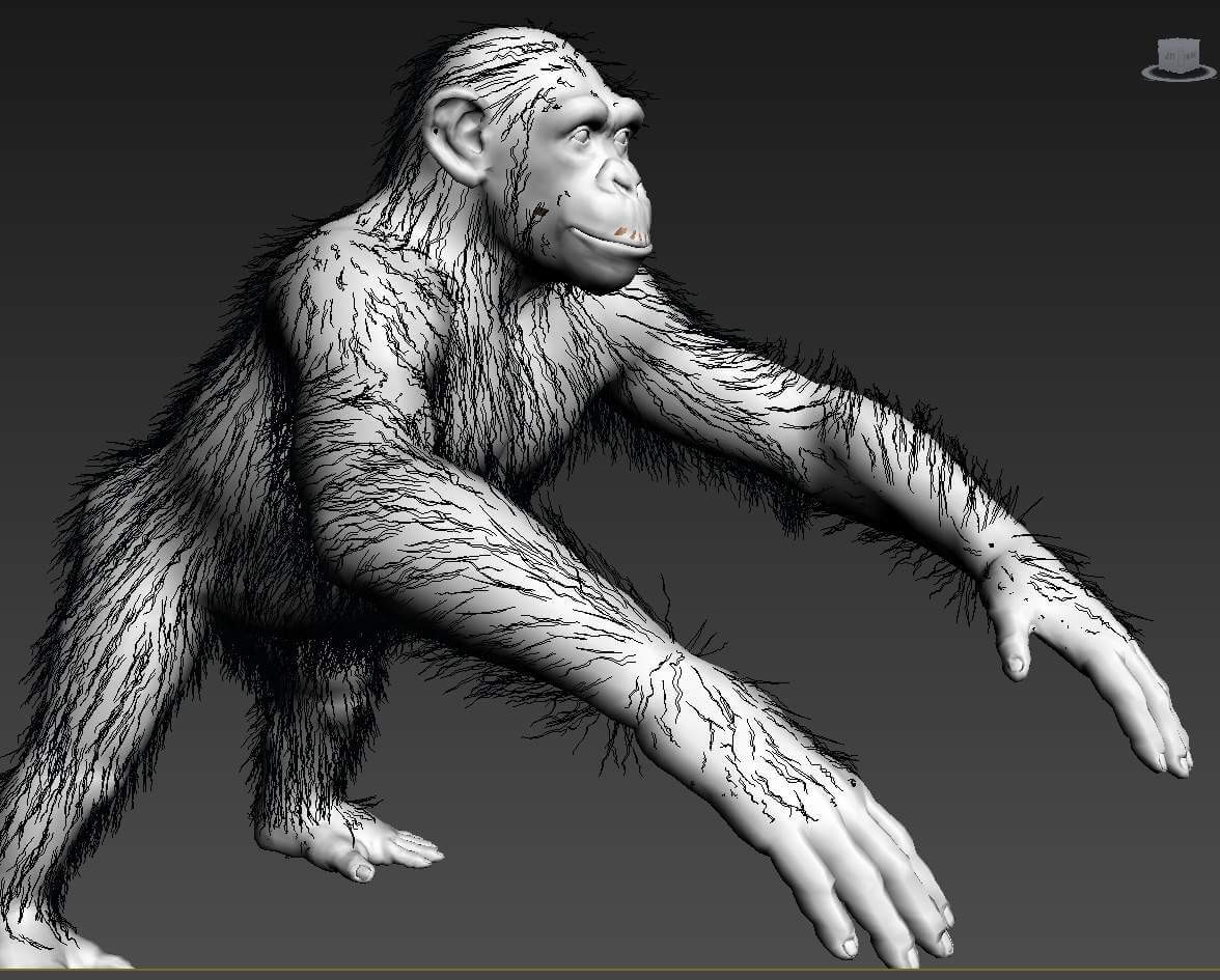 Chimpanzee - 3D Model by Astil