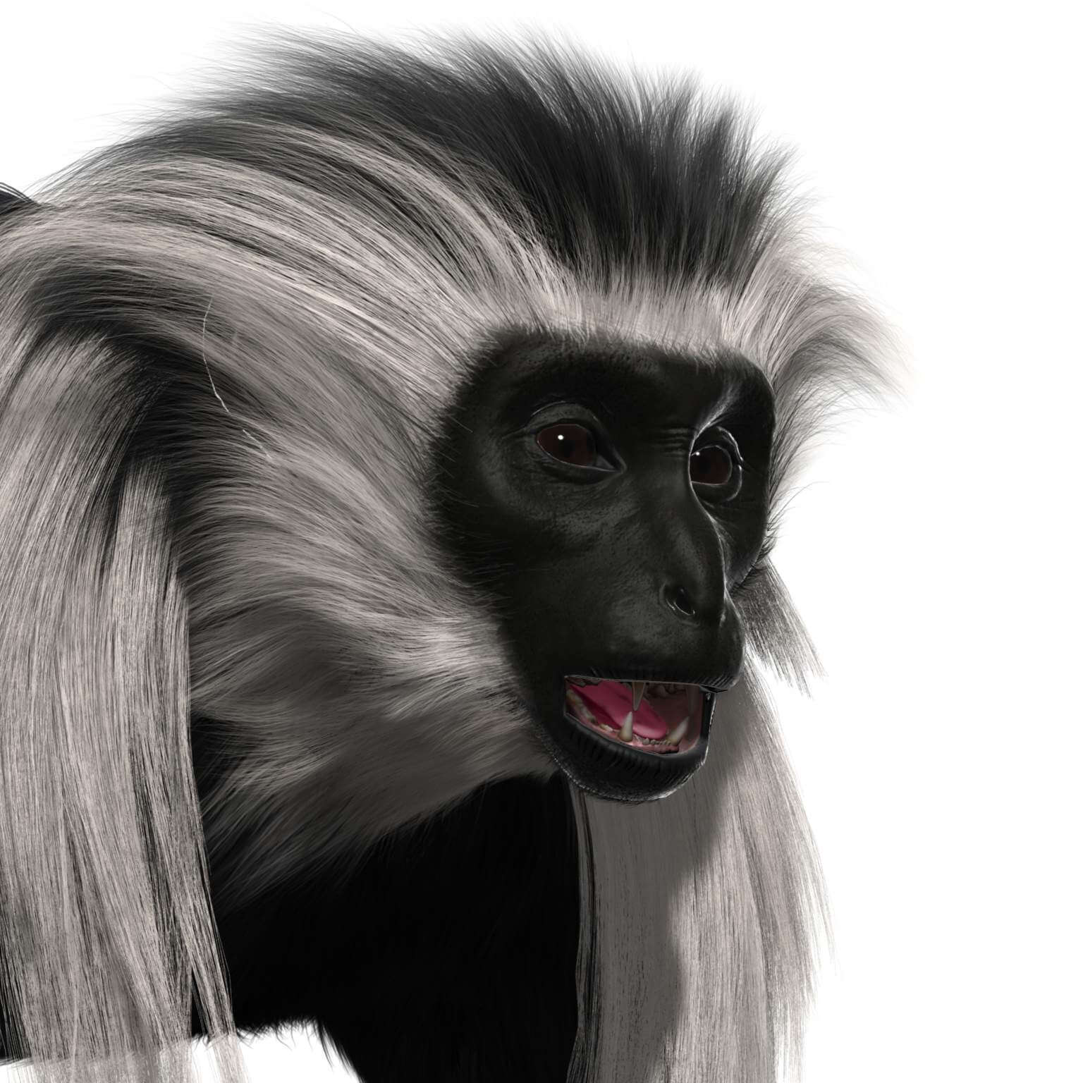 Colobus Monkey - 3D Model by Astil