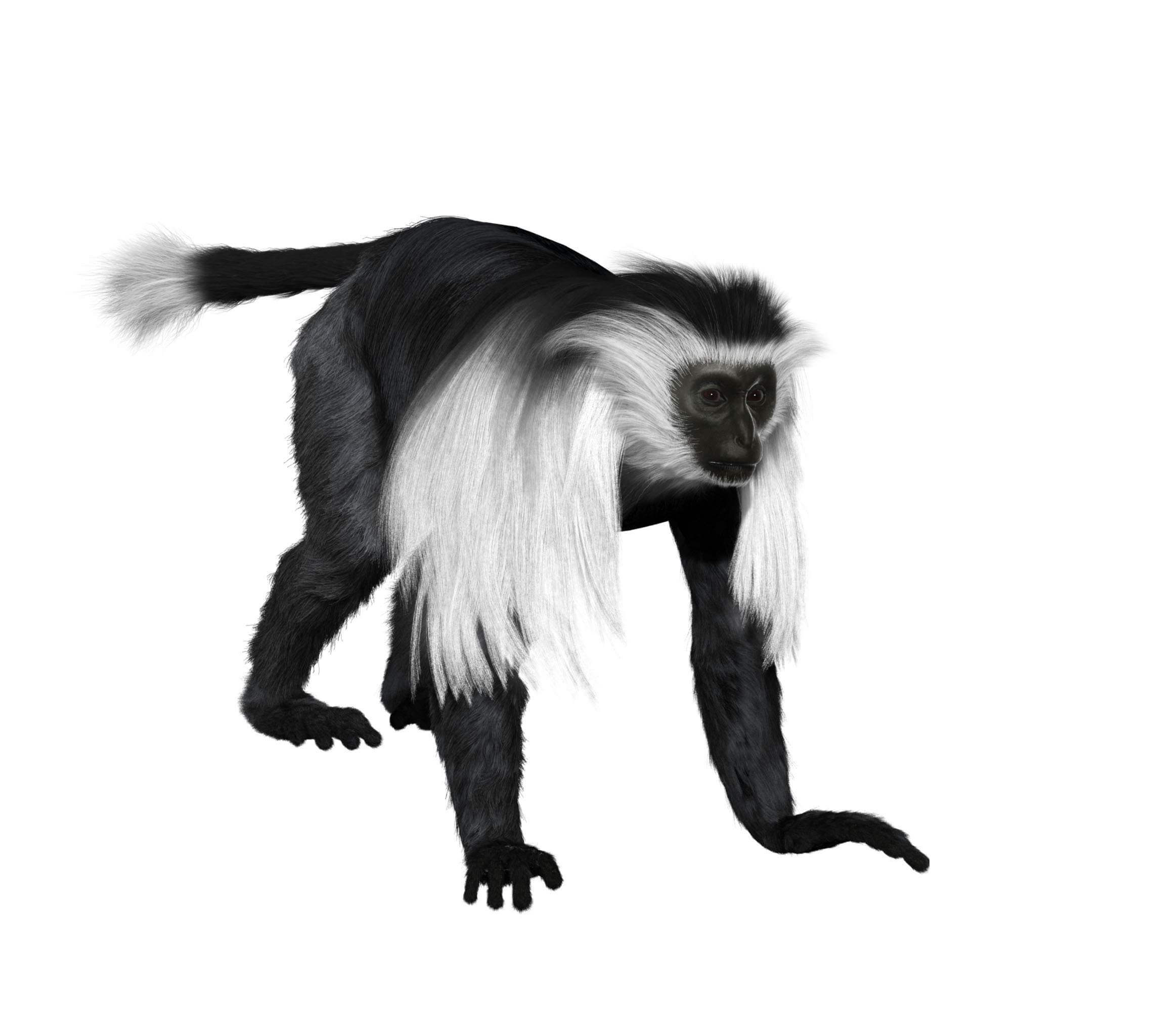 Colobus Monkey - 3D Model by Astil