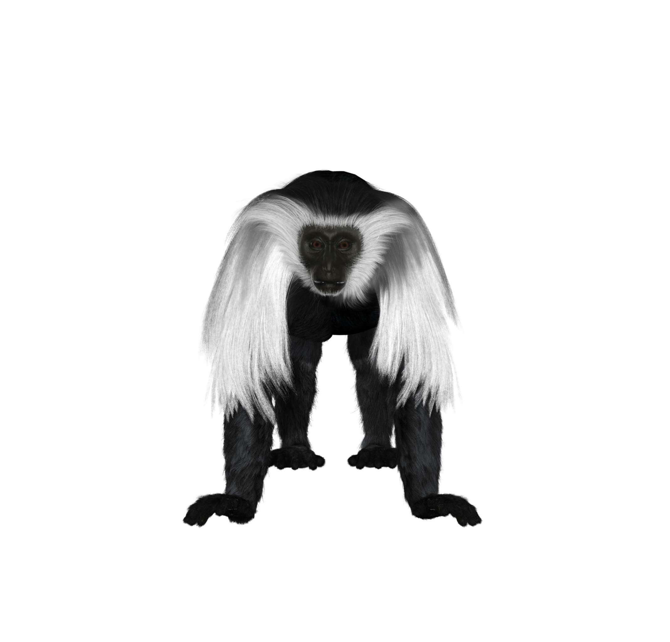 Colobus Monkey - 3D Model by Astil