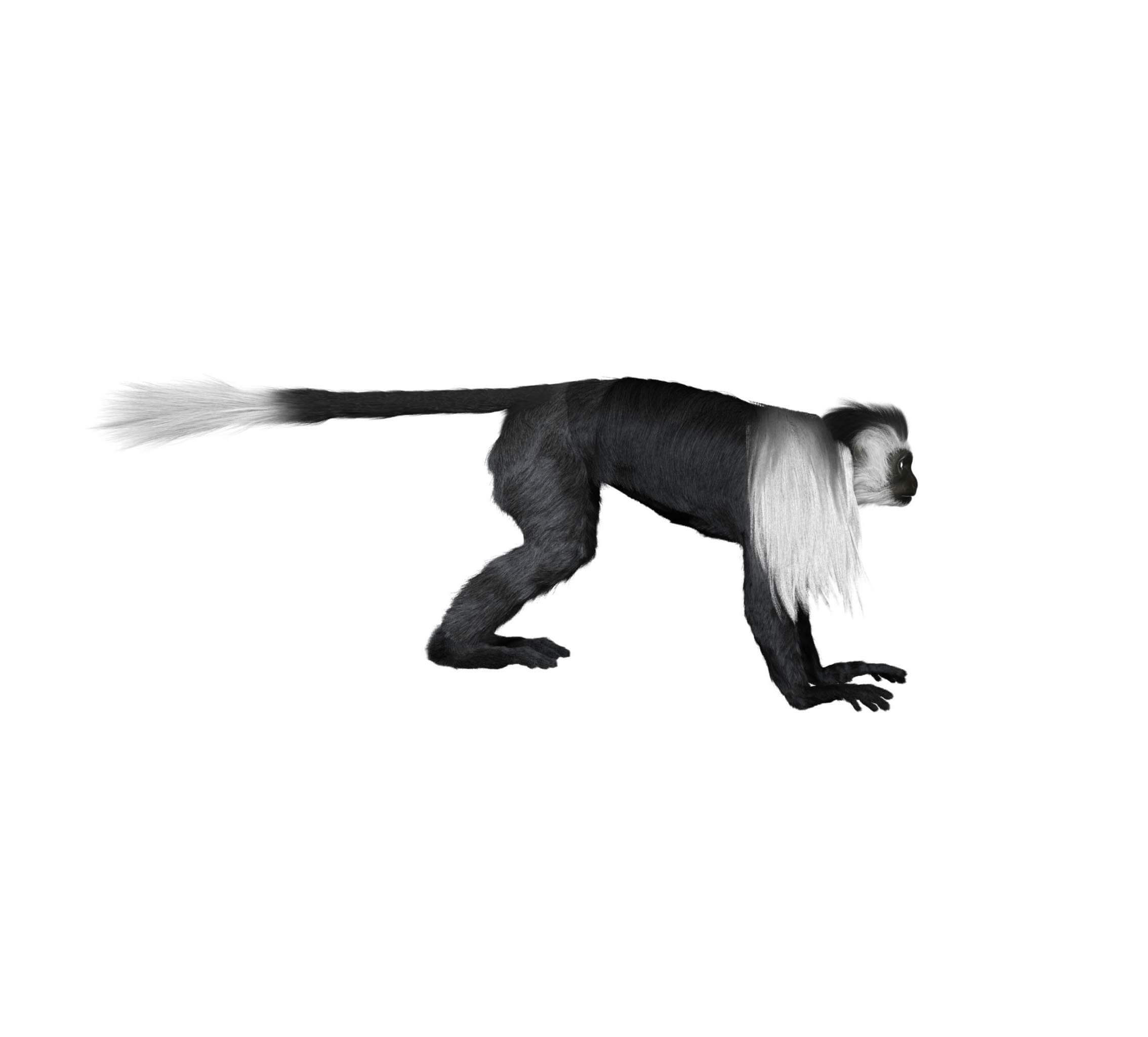 Colobus Monkey - 3D Model by Astil