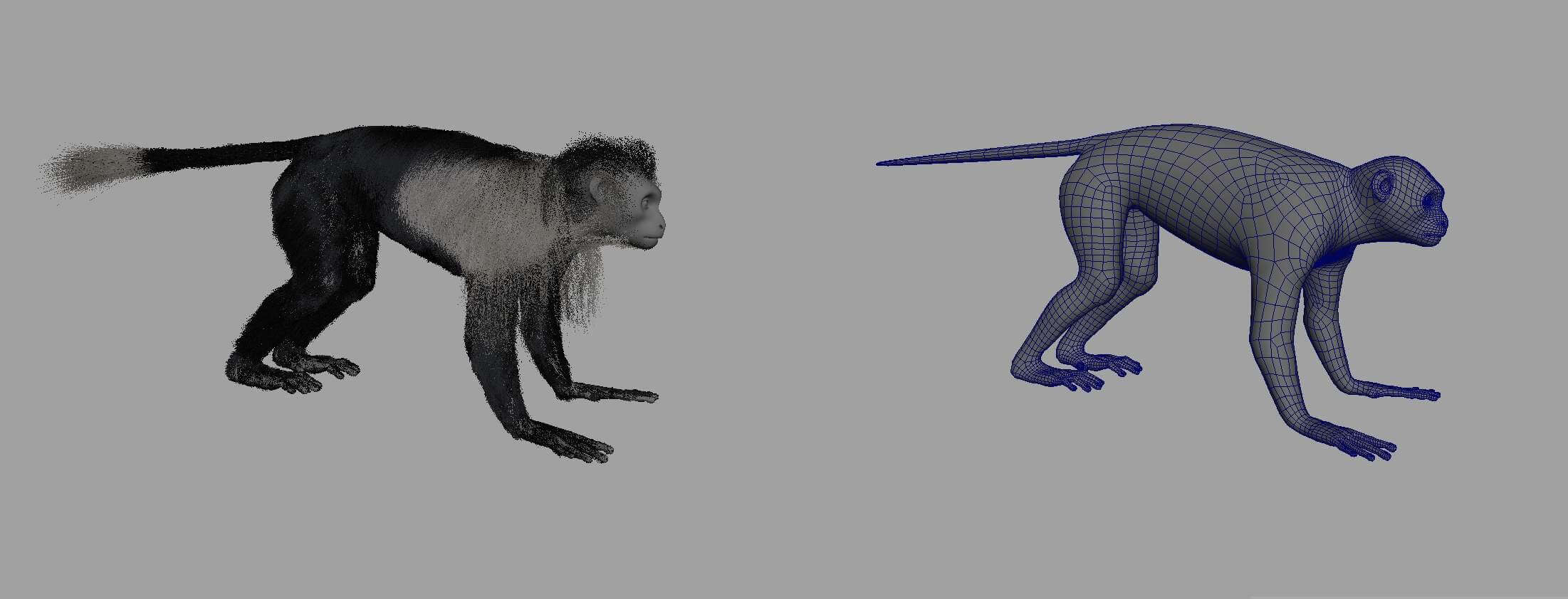 Colobus Monkey - 3D Model by Astil