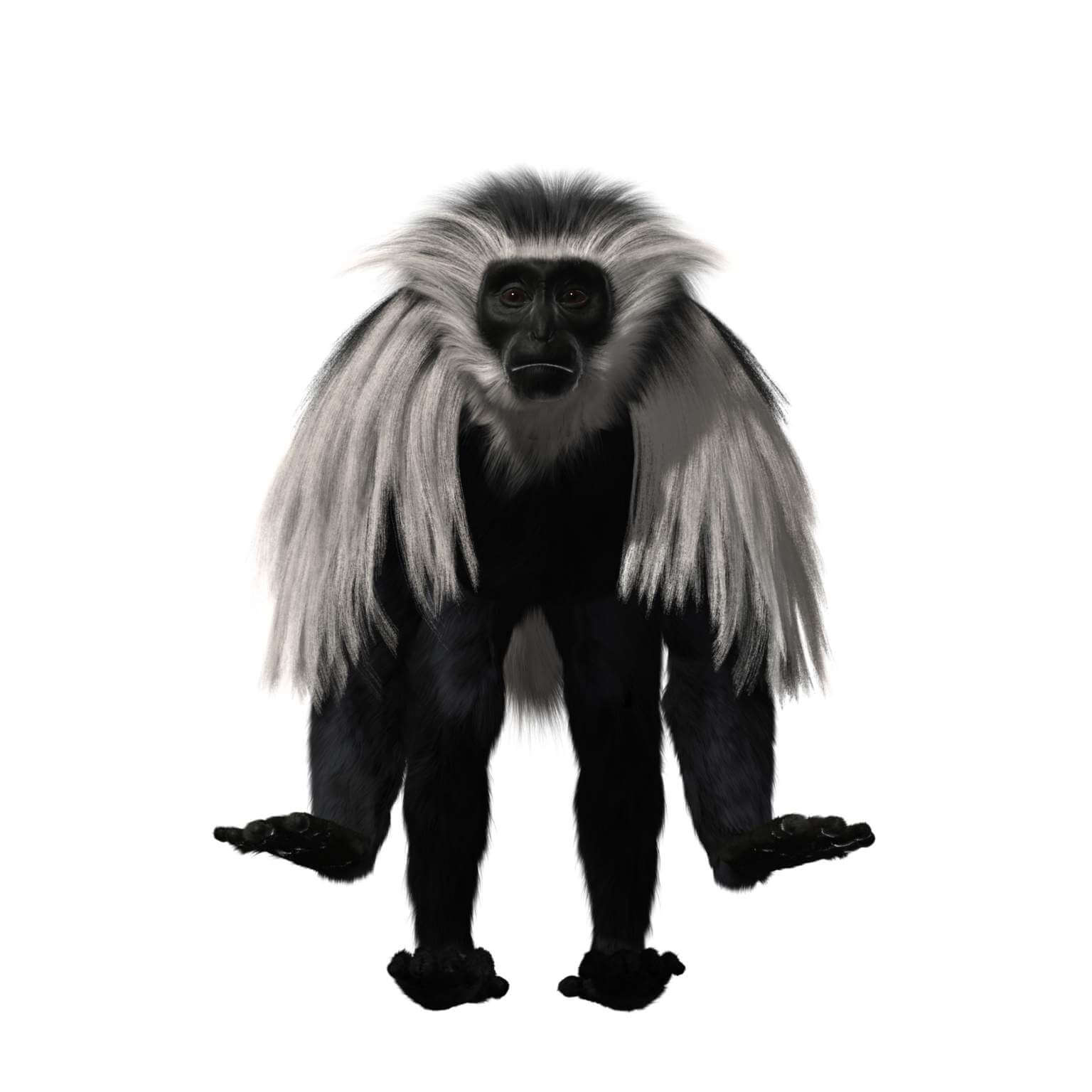 Colobus Monkey - 3D Model by Astil