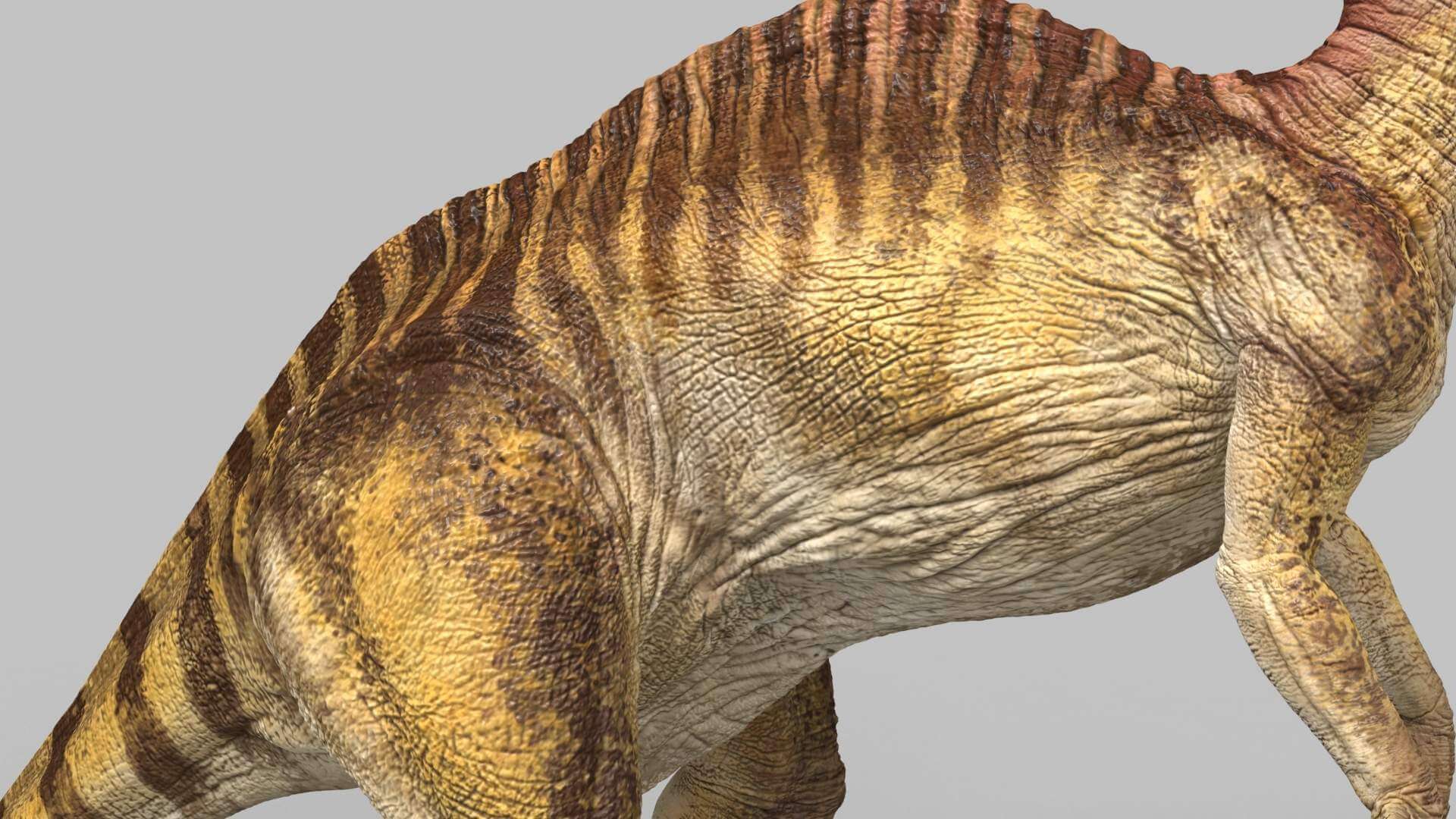 Parasauropholus - 3D Model by Astil