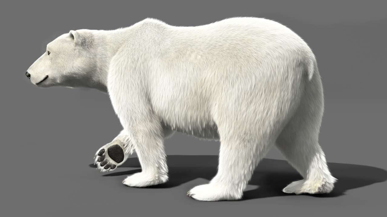 Polar Bear 3D Model By Astil
