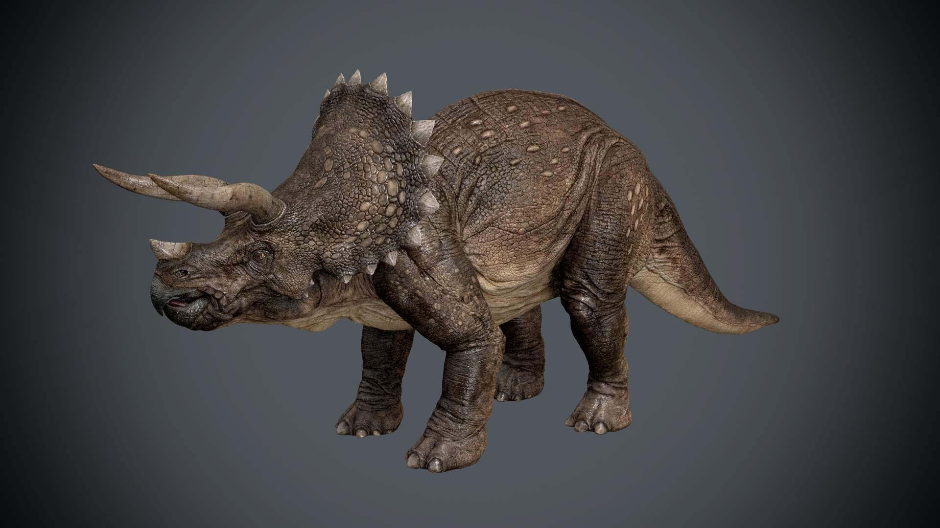 Triceratops - 3D Model by Astil
