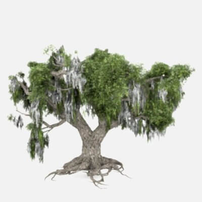 Dwg 3D Models | Plants | Trees | RenderHub