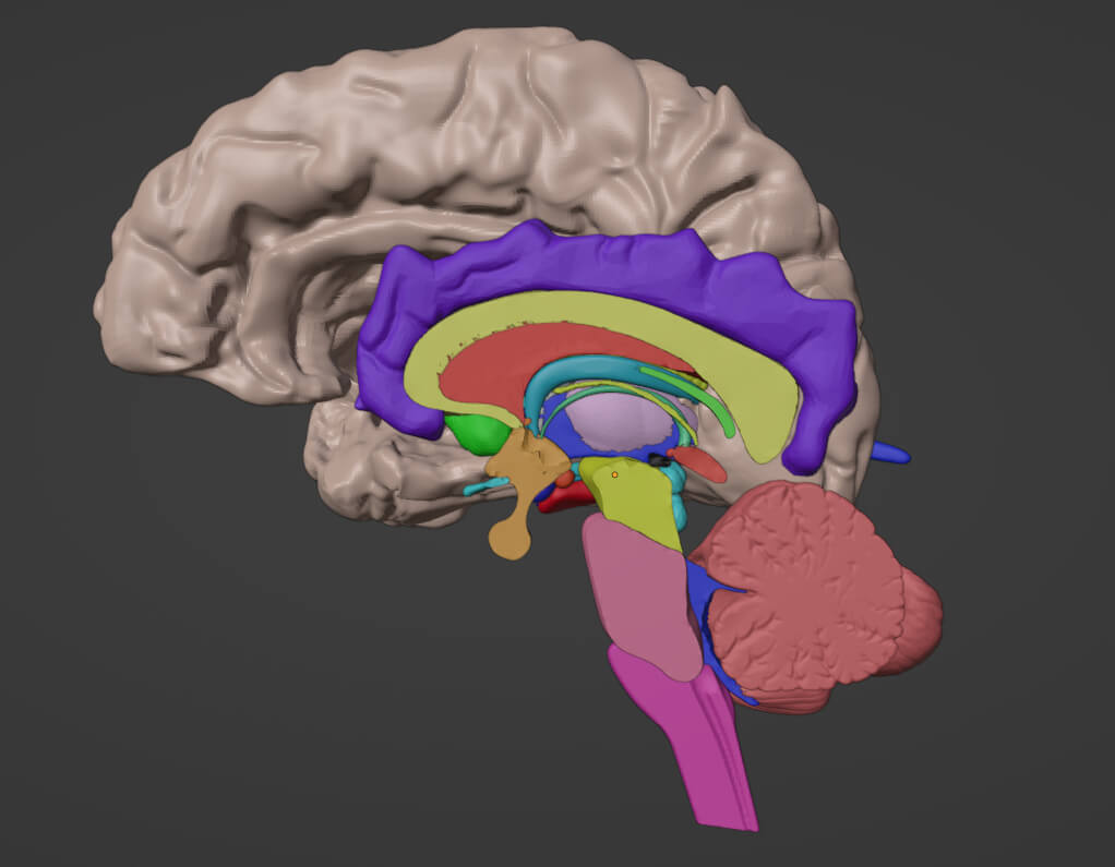 3D Brain Hemisphere and Brain Stem by azekapeka
