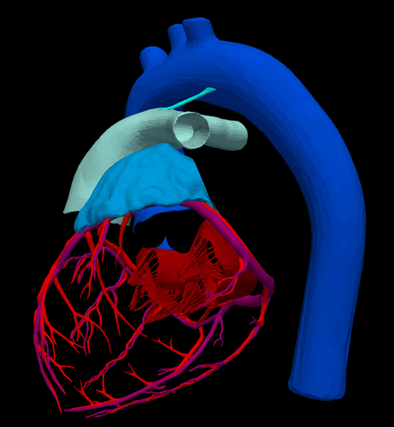 3D Heart Anatomy With Codominance by azekapeka